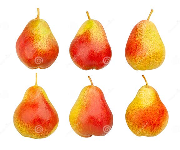 Duchess pear path isolated stock photo. Image of group - 208061258
