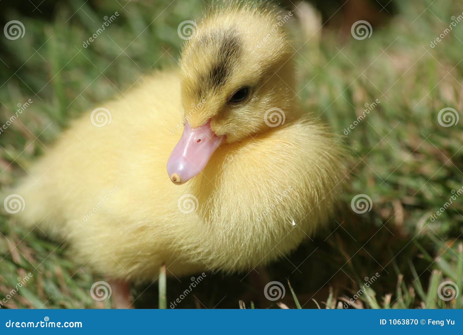 386 Duck Hatchery Stock Photos - Free & Royalty-Free Stock Photos from ...