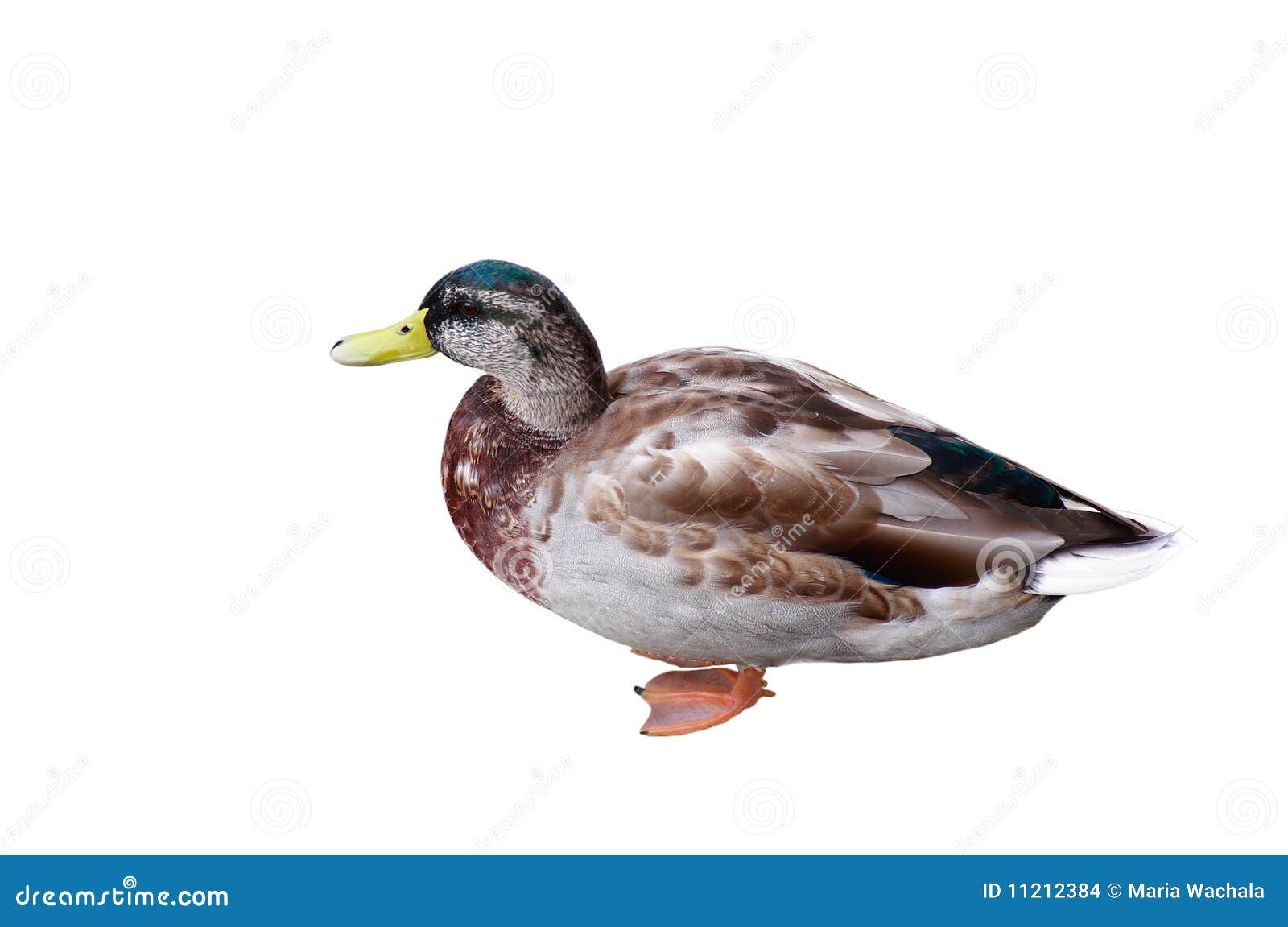 Duck stock photo. Image of isolation, male, duck, isolated - 11212384