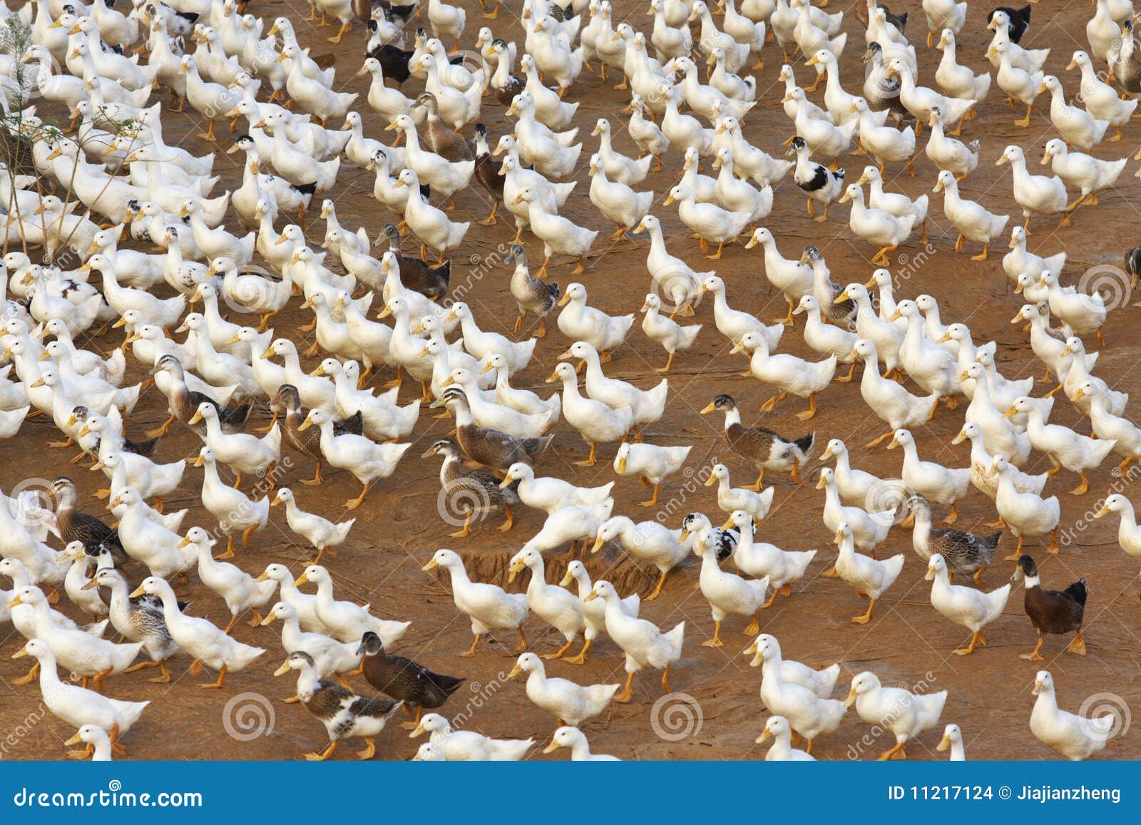 Duck stock photo. Image of farm, chinese, black, animals - 11217124