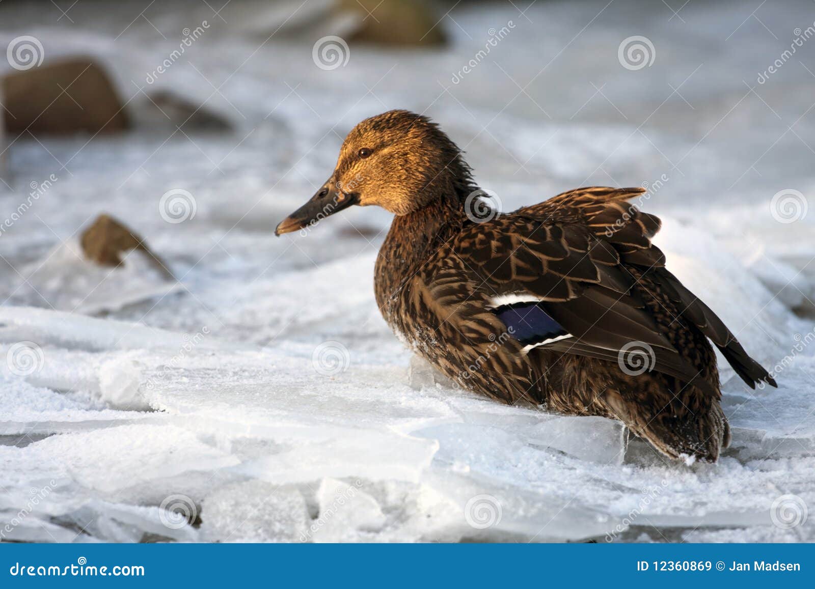 Duck stock image. Image of animal, frozen, cold, bird - 12360869