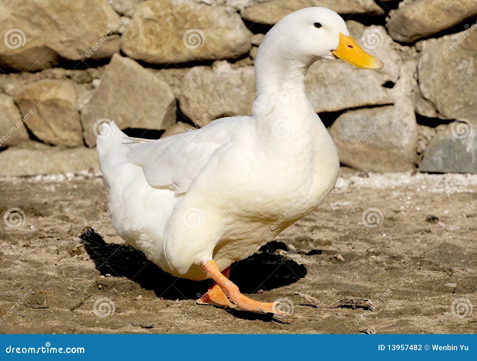 Duck stock photo. Image of animal, female, poultry, duck - 13957482