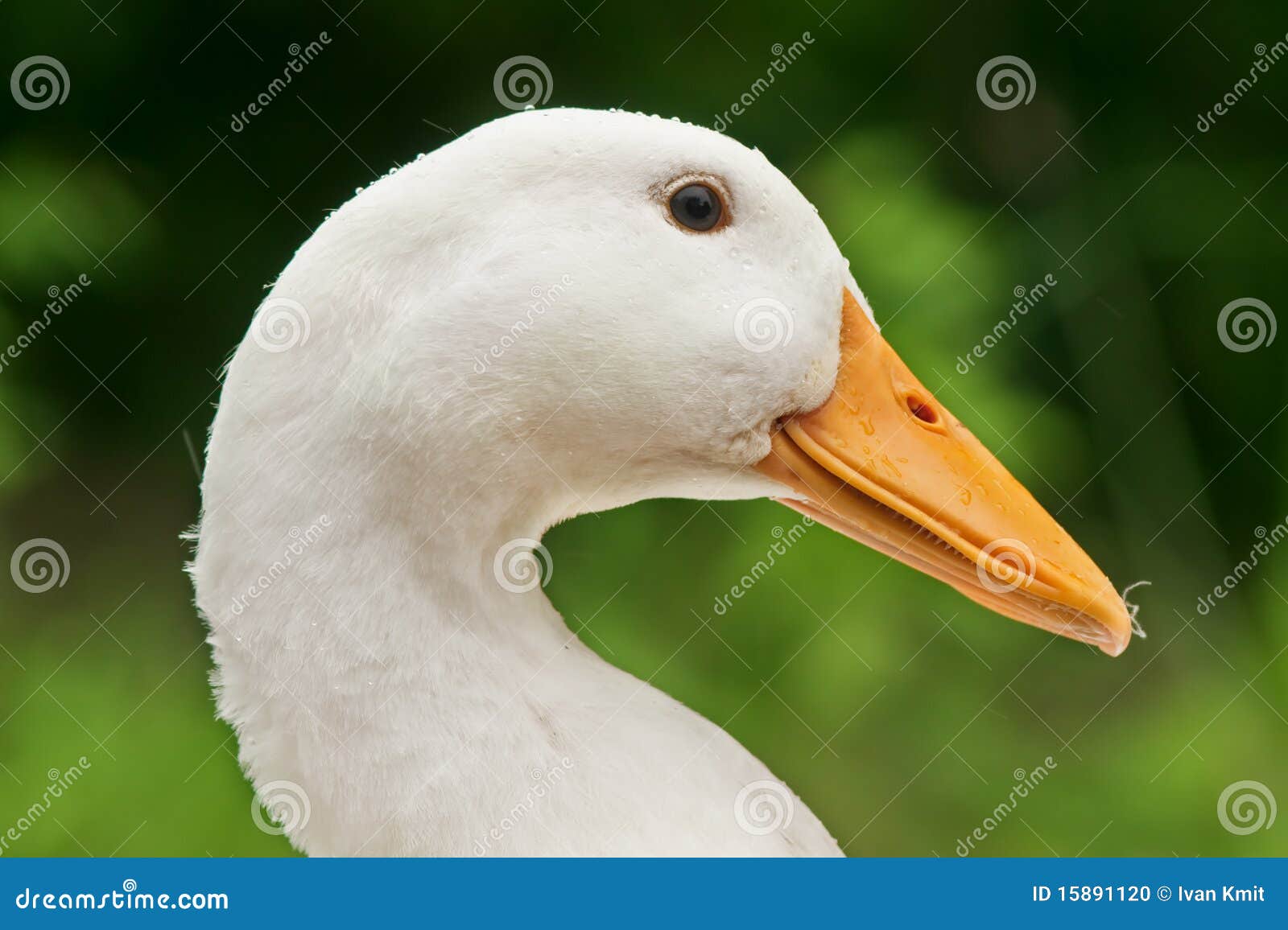 Duck stock photo. Image of head, nature, beak, animal - 15891120
