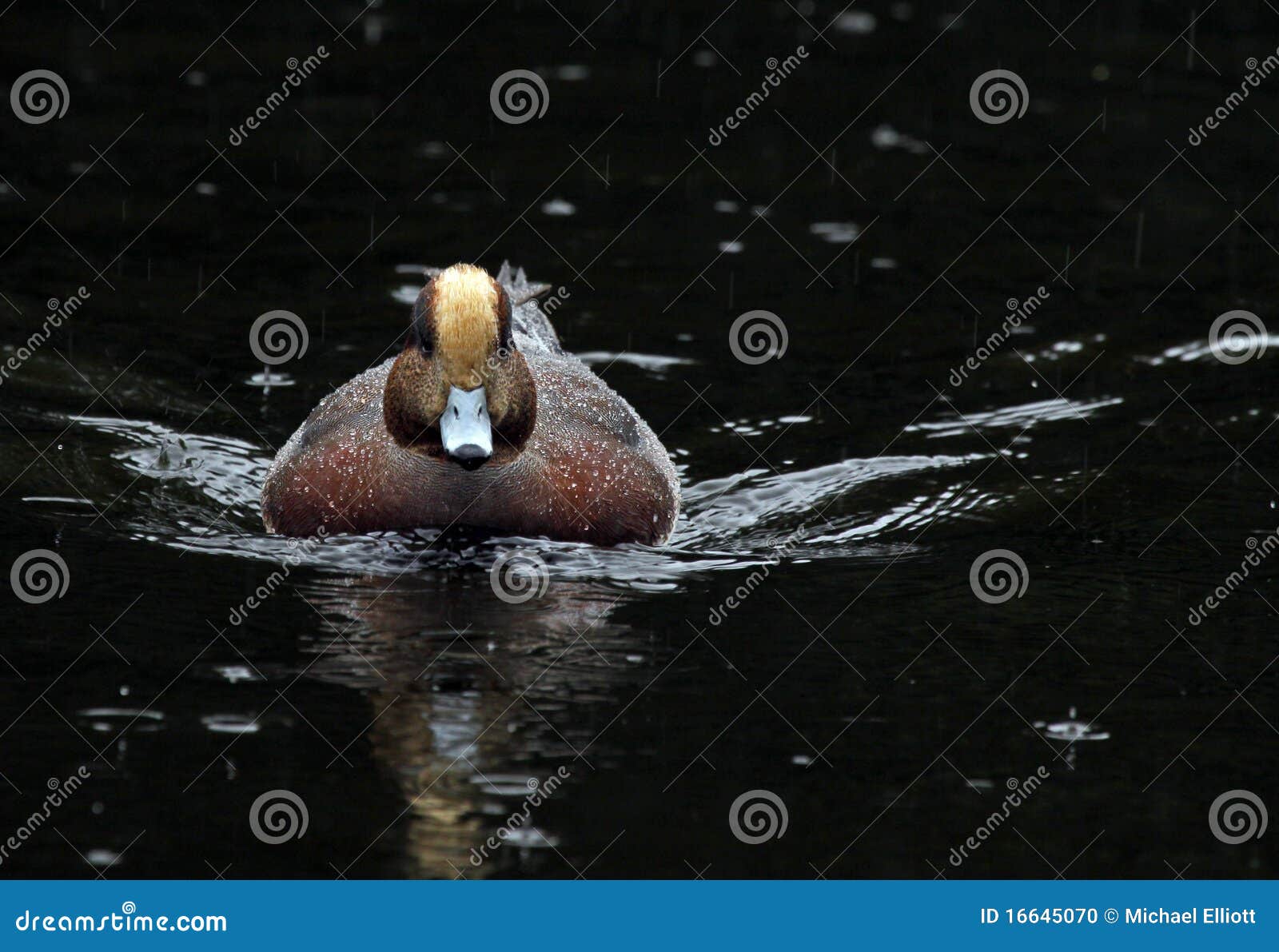 Duck stock photo. Image of storm, raining, water, marsh - 16645070