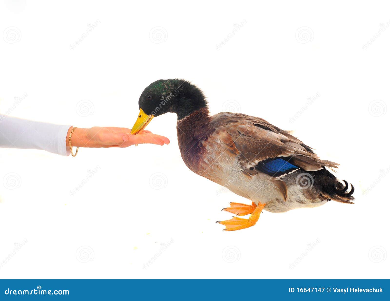 Duck stock image. Image of beautiful, hand, waterfowl - 16647147