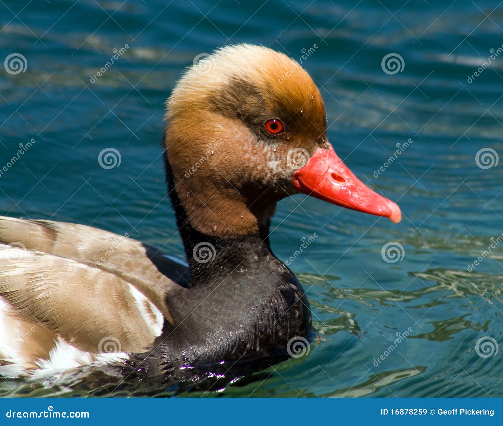 Duck stock image. Image of white, food, gander, wildlife - 16878259