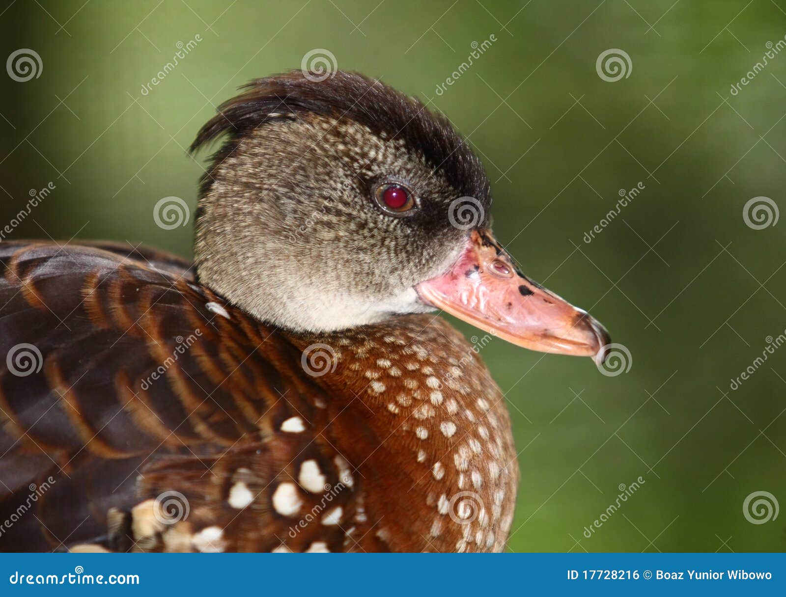 Duck stock photo. Image of duck, field, brown, feather - 17728216