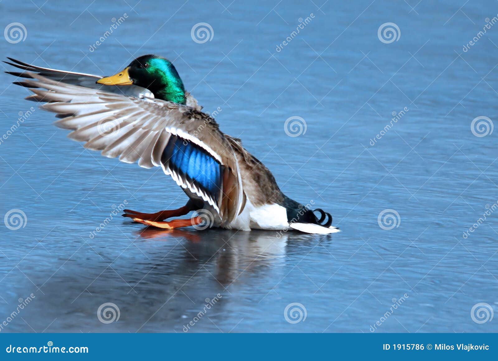 Duck stock photo. Image of aggression, reflection, birds - 1915786
