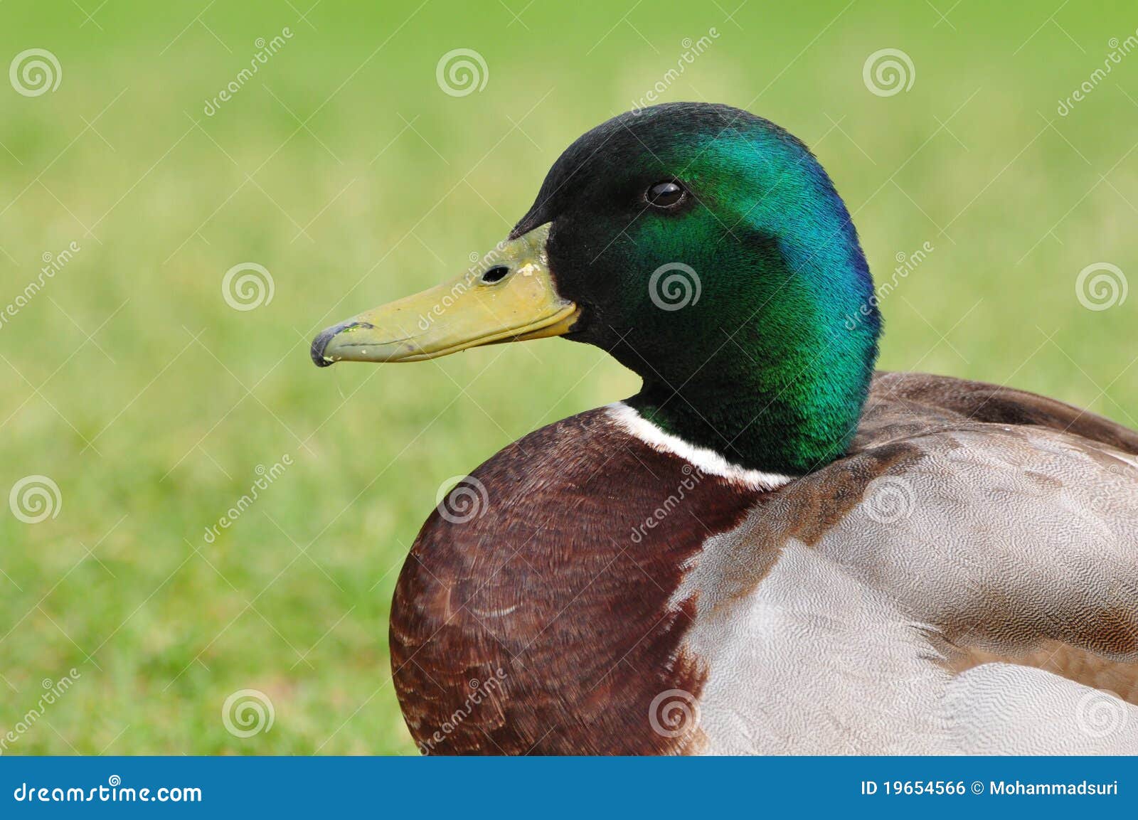Duck stock photo. Image of wings, look, beautiful, feather - 19654566