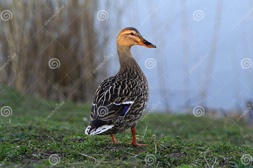 Duck stock image. Image of snout, mandible, duck, orange - 2088873