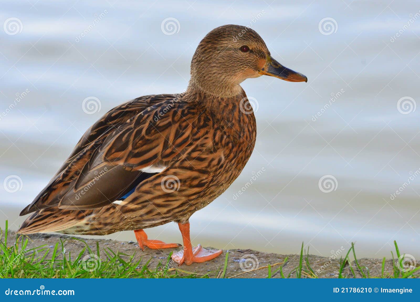 Duck stock photo. Image of birds, geese, animals, close - 21786210