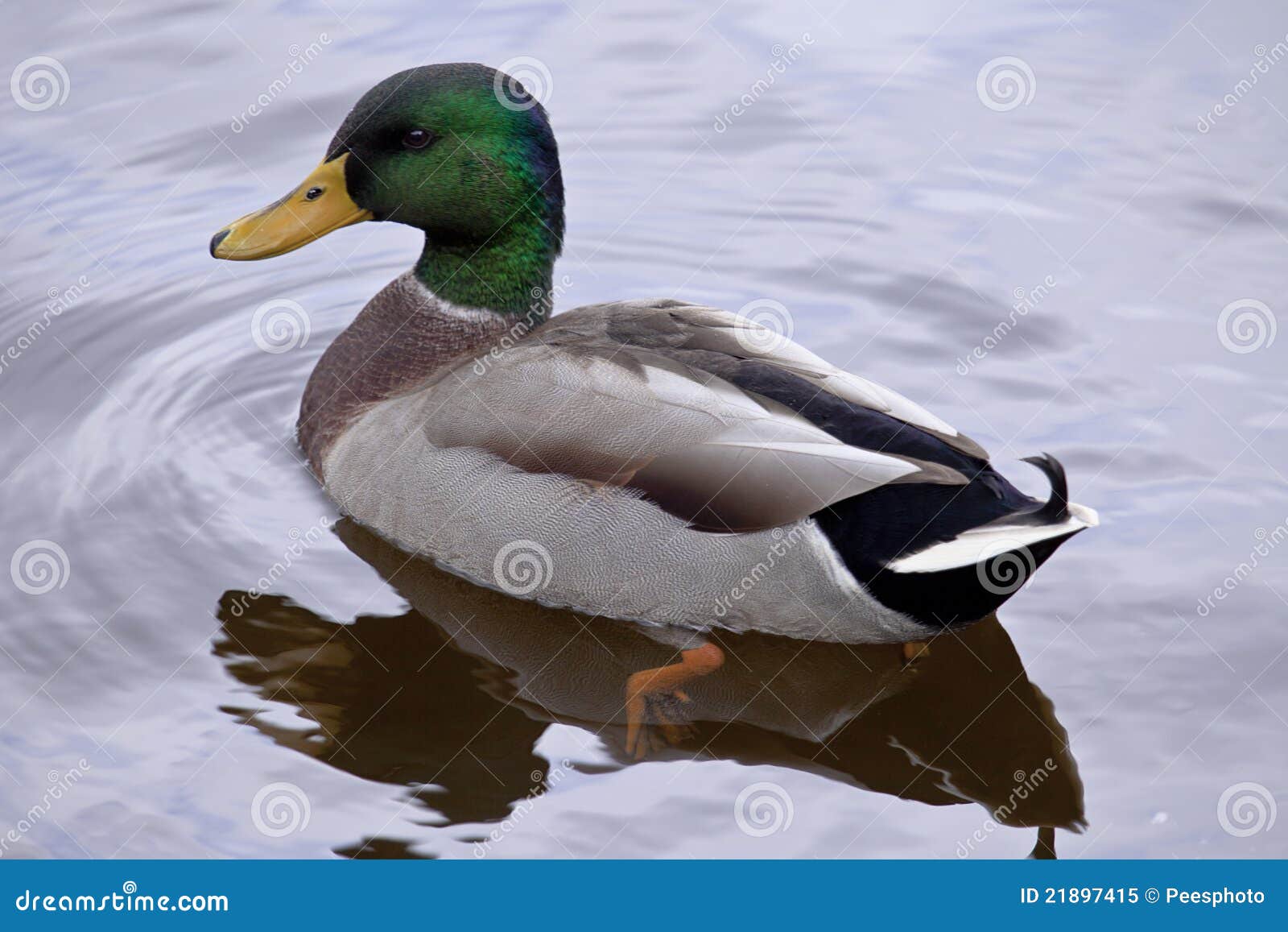 Duck stock image. Image of stream, looking, small, male - 21897415