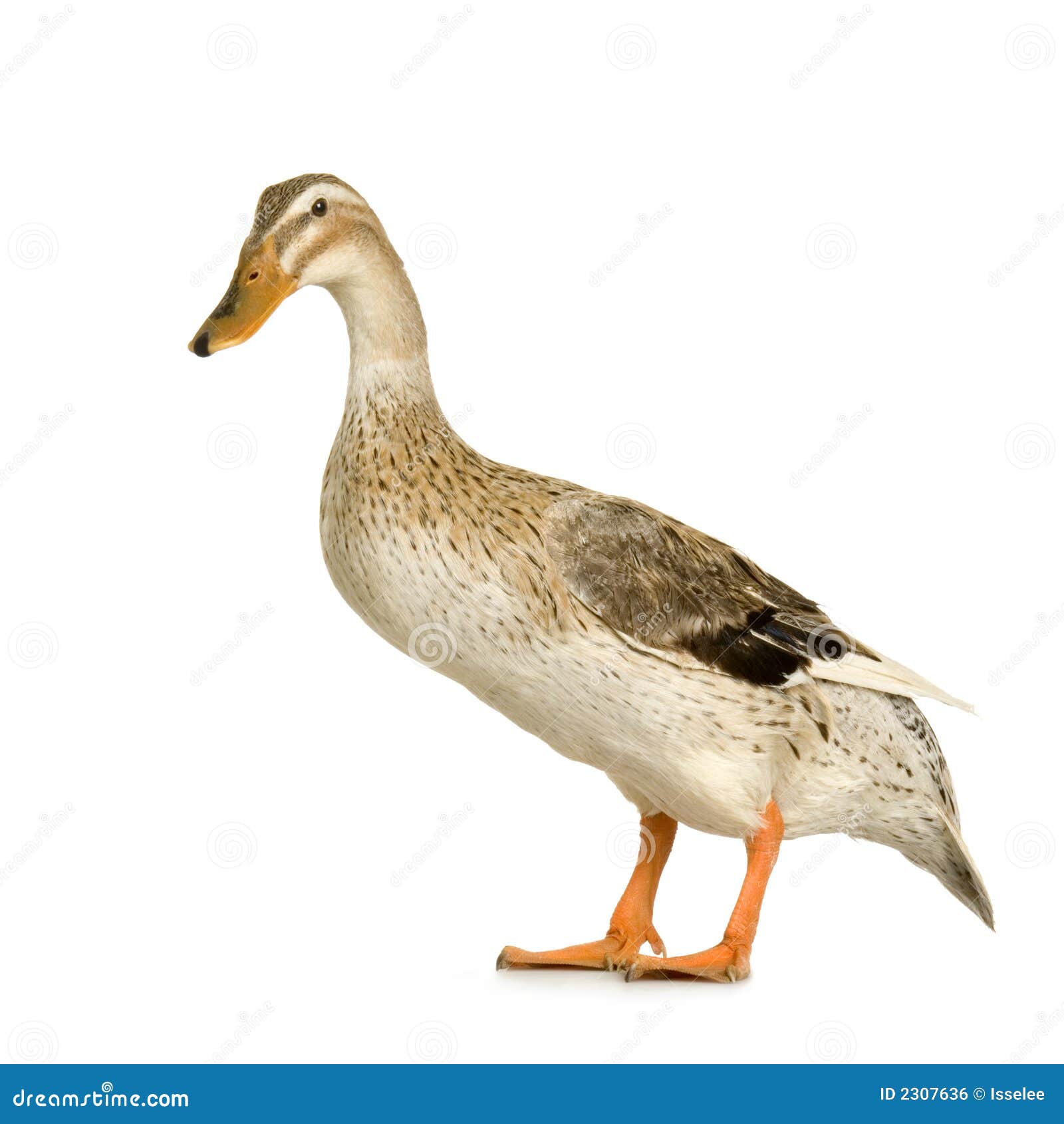 Duck stock photo. Image of livestock, vertebrate, animals - 2307636