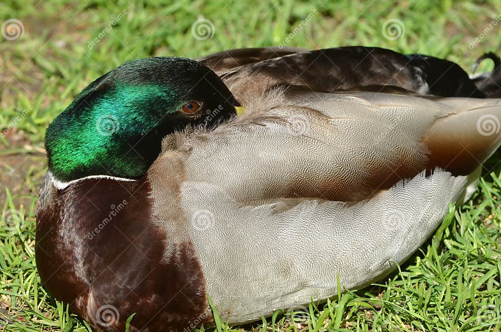 Duck stock image. Image of relax, repose, heat, green - 24782421