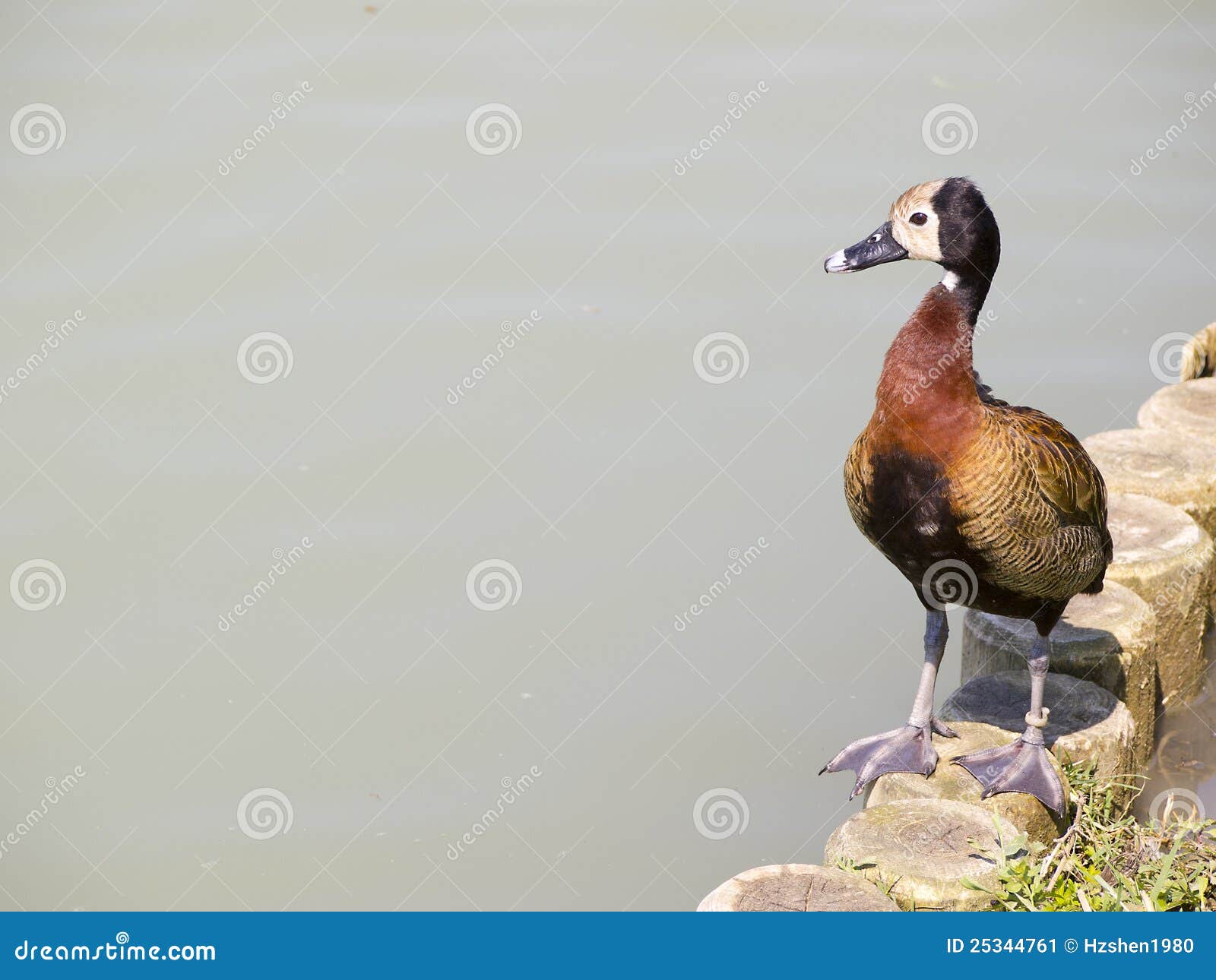 Duck stock image. Image of garden, goose, plume, duck - 25344761