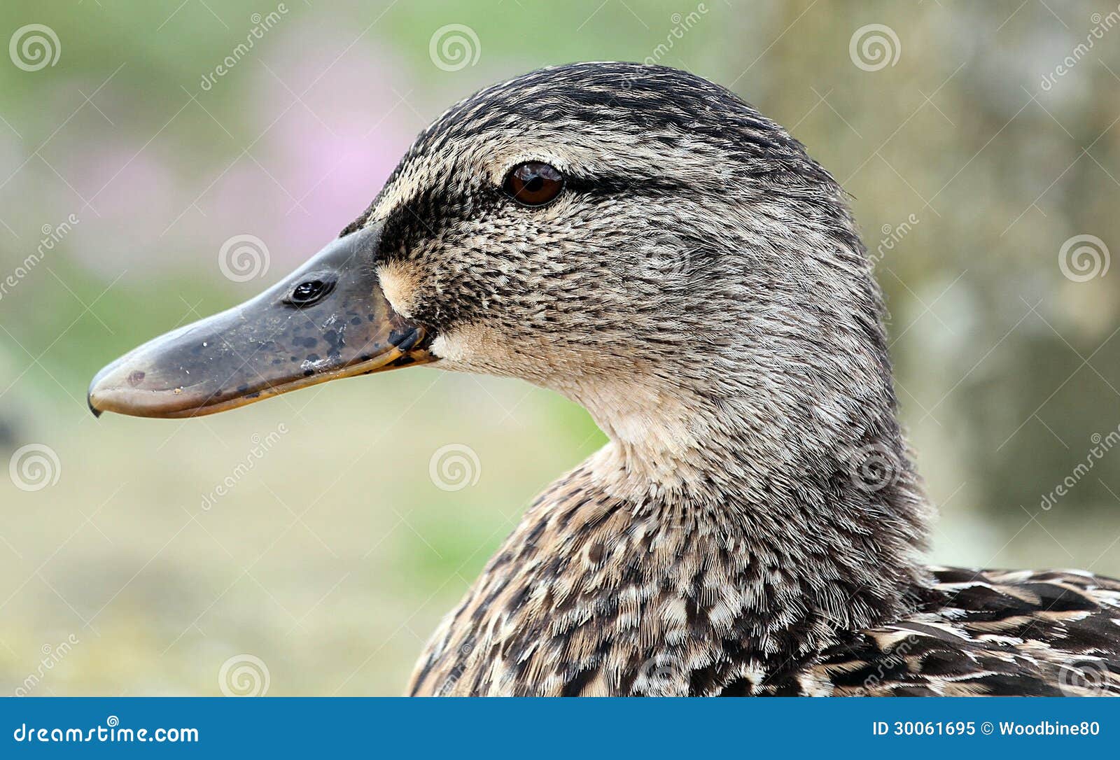 Duck stock image. Image of abberton, beak, nostril, sharp - 30061695