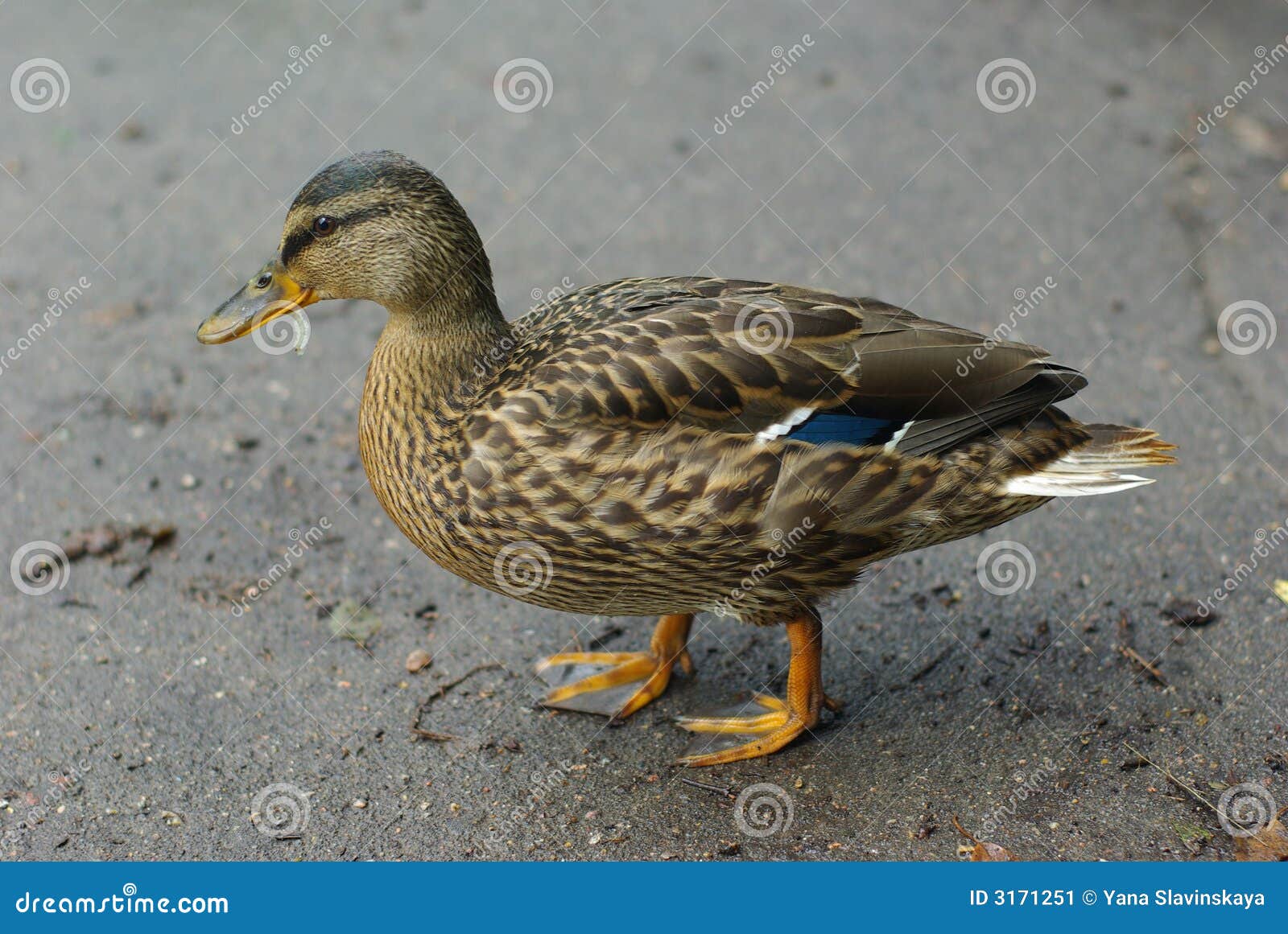Duck stock image. Image of plumage, feathers, ground, duck - 3171251