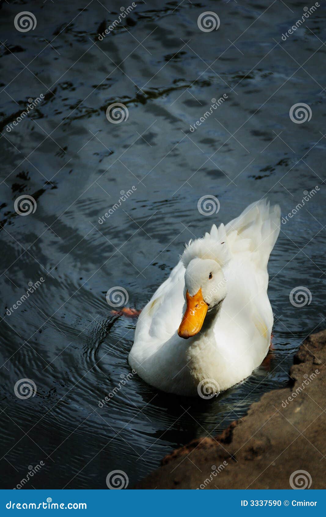 Duck stock photo. Image of macro, still, grace, naturesfinest - 3337590