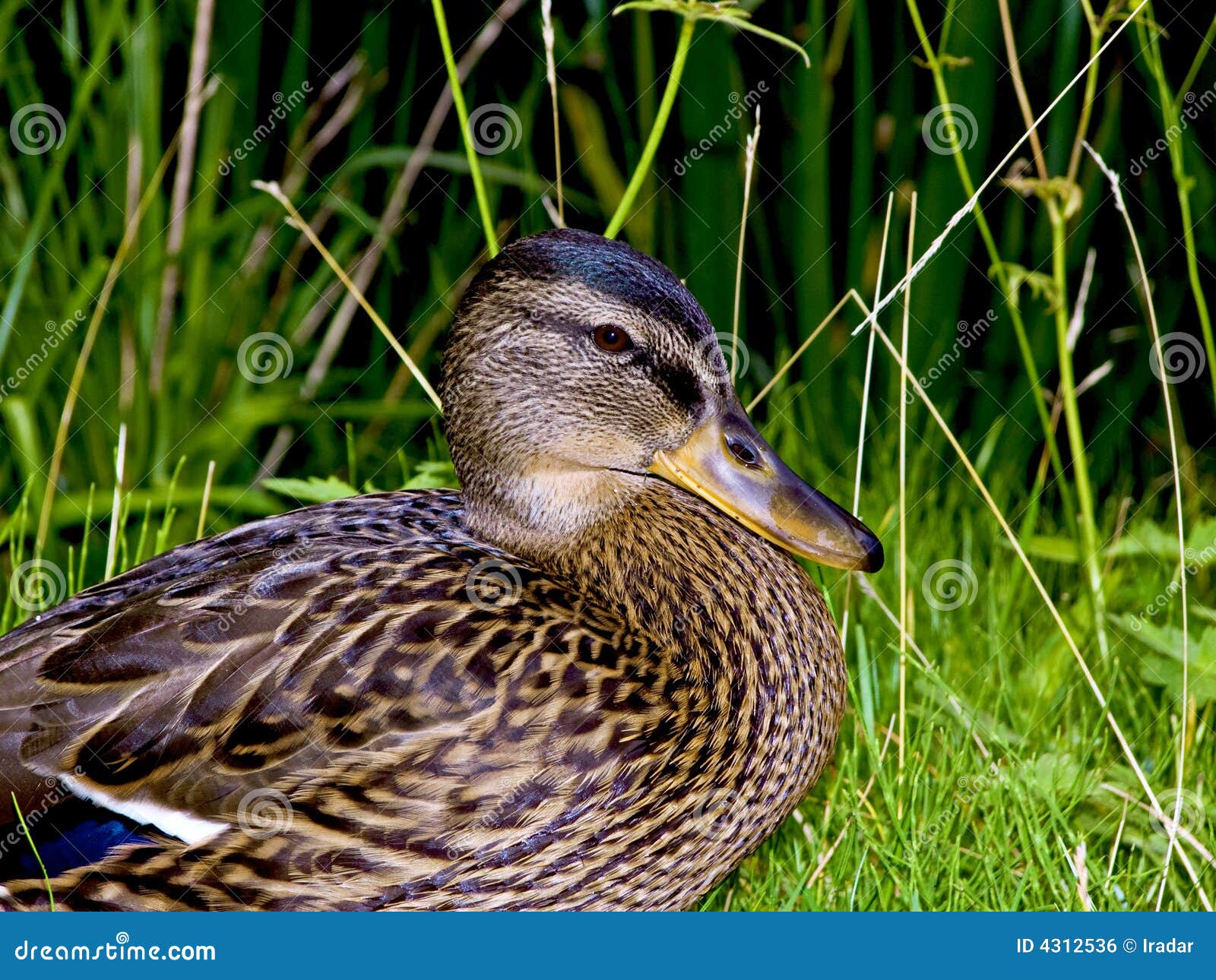 Duck stock photo. Image of duck, dusk, close, grass, mallard - 4312536