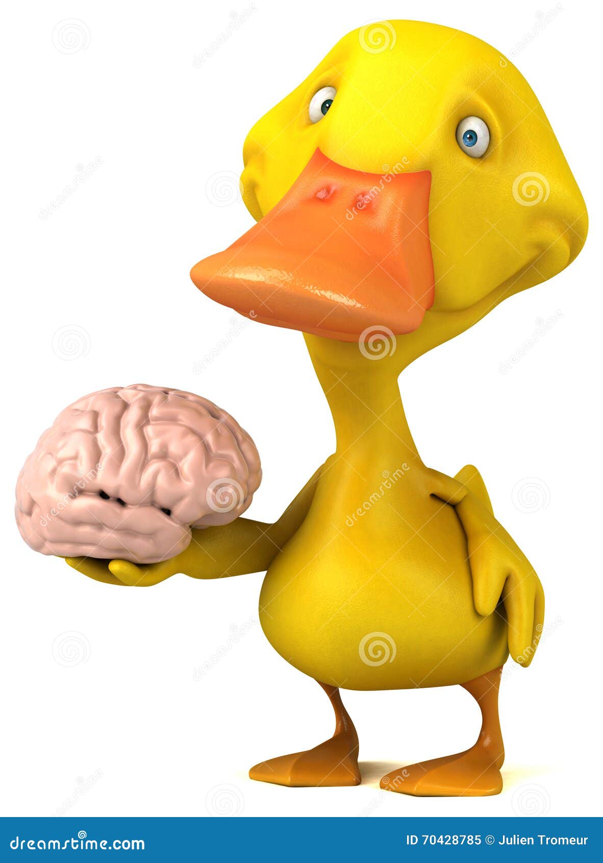 Avian Brain. The Main Anatomical Regions. Vector Illustration ...