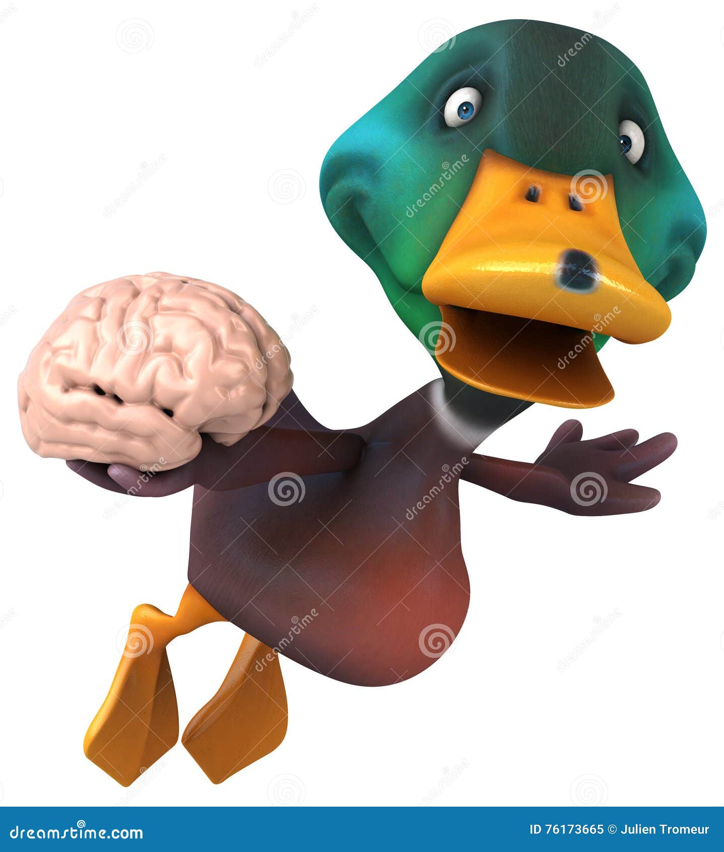 Avian Brain. The Main Anatomical Regions. Vector Illustration ...