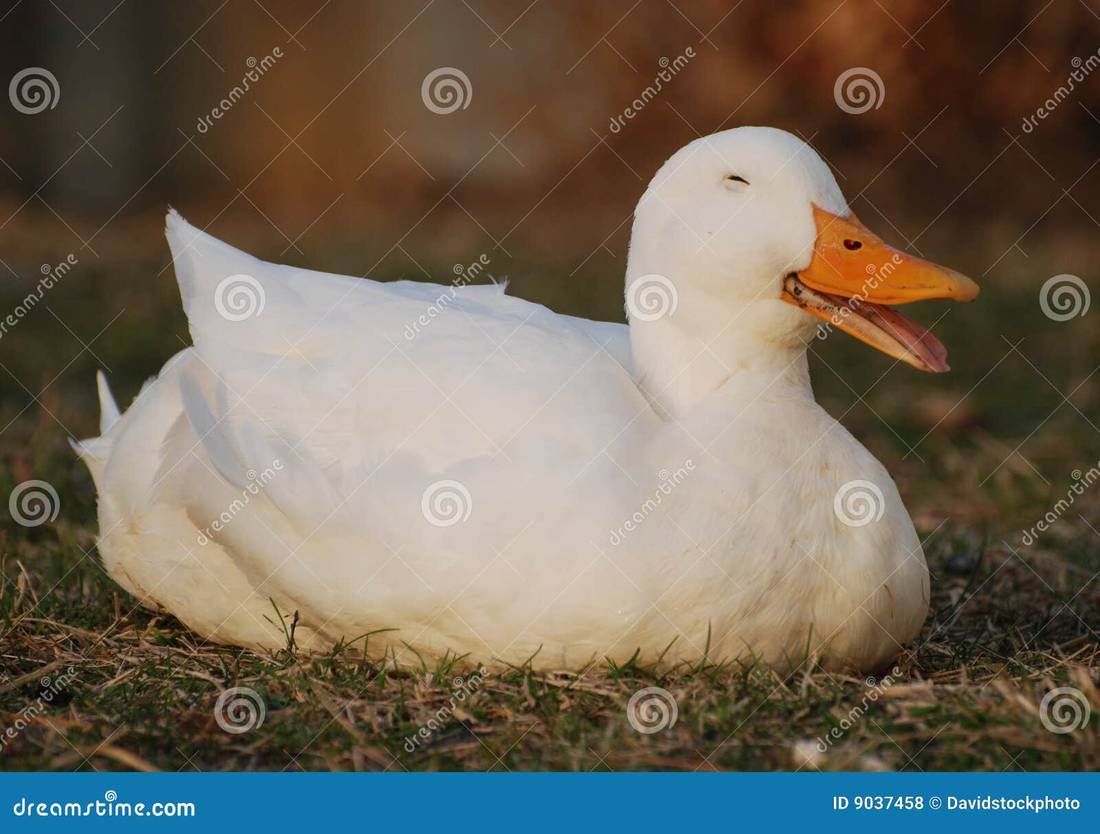 Duck stock photo. Image of mammal, quack, bird, duck, macro - 9037458