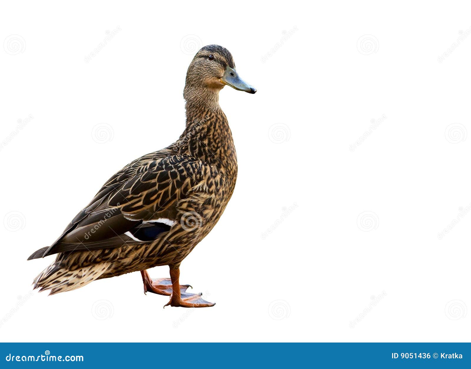 Mallard Duck Youtube Channel Art Banner Stock Photography ...