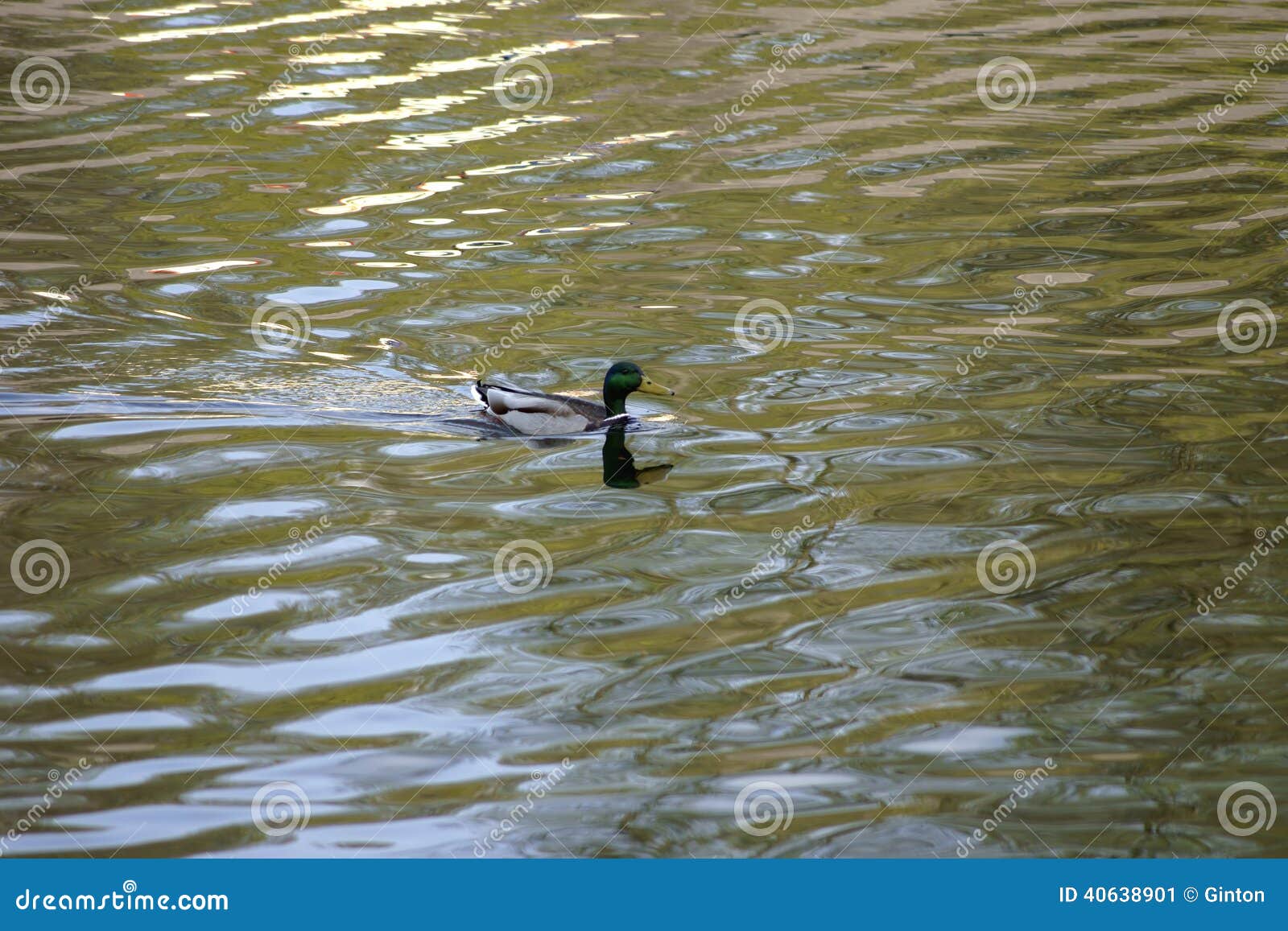 Duck on abstract waves stock image. Image of blurring - 40638901