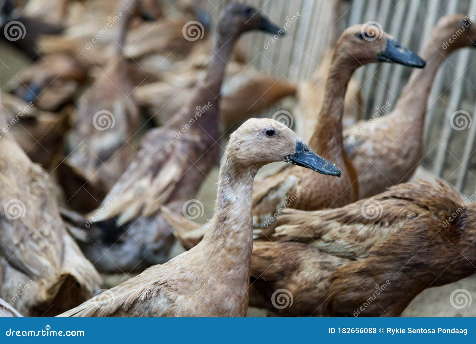 Duck in action stock photo. Image of swan, animal, shorebird - 182656088