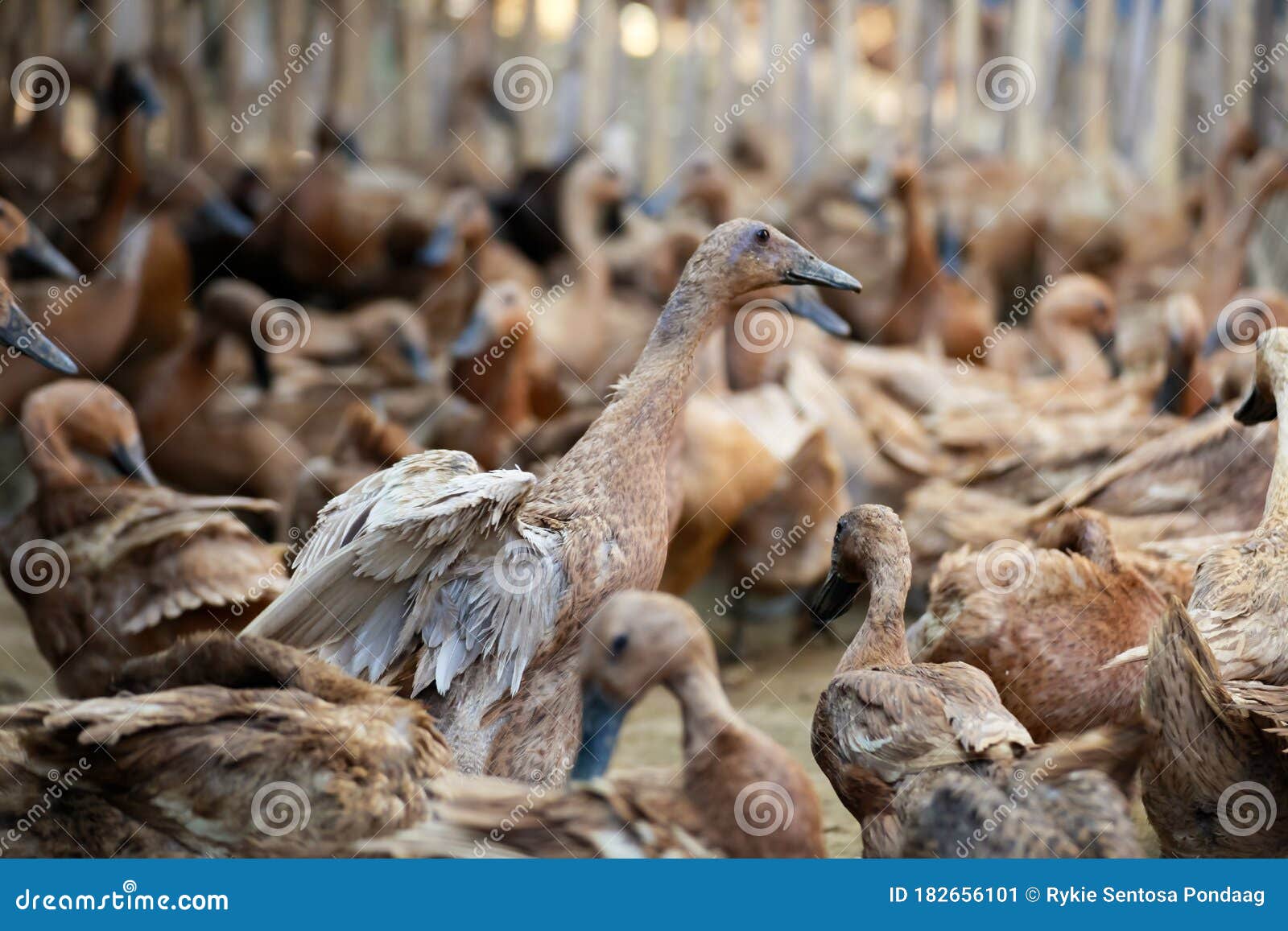 Duck in action stock image. Image of chicken, seabird - 182656101