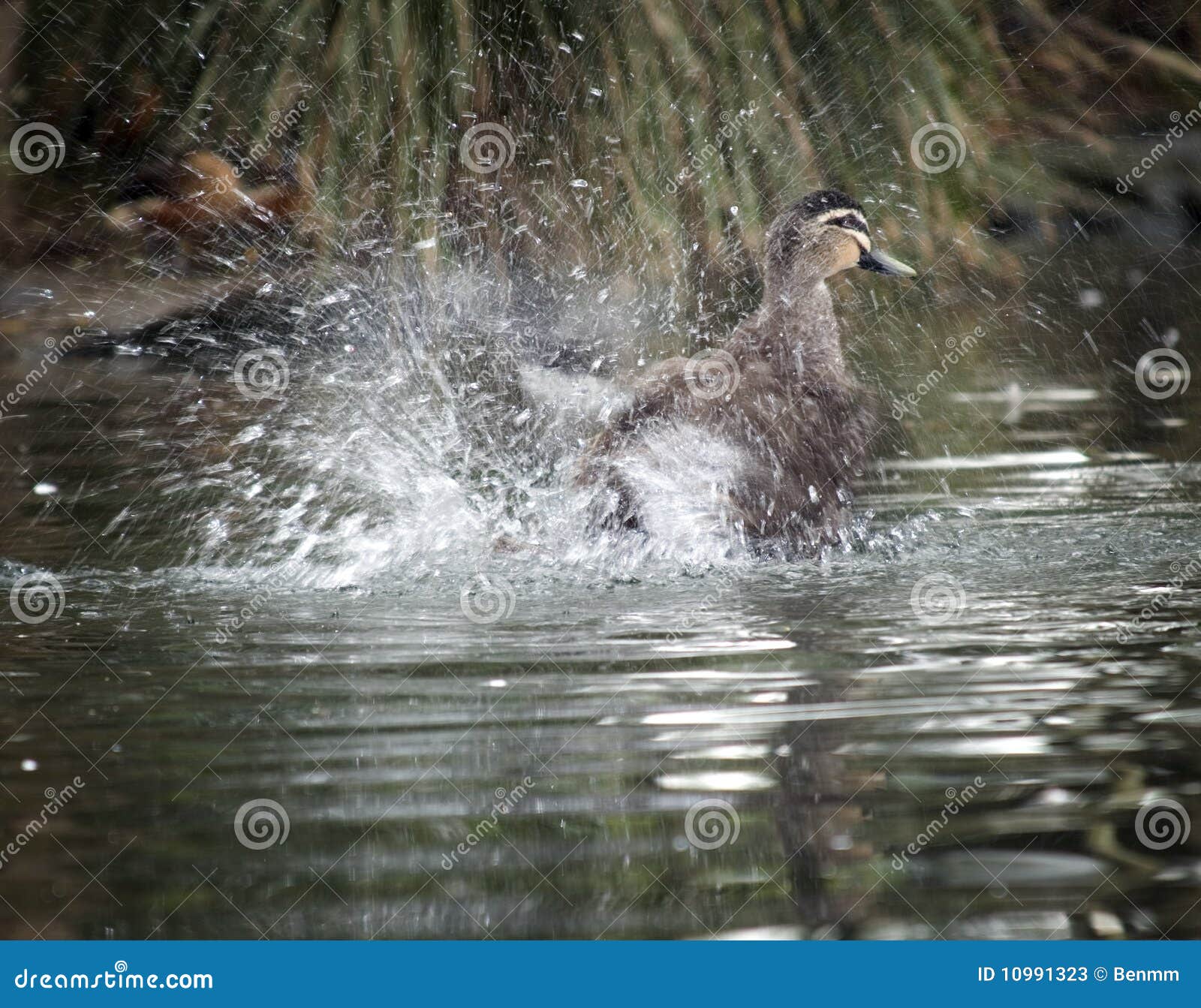Duck action shot stock image. Image of little, water - 10991323