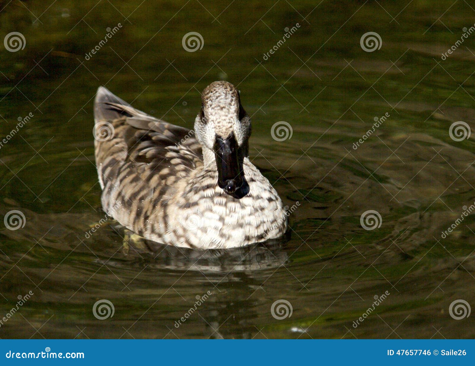 Duck stock photo. Image of alone, duck, green, animal - 47657746