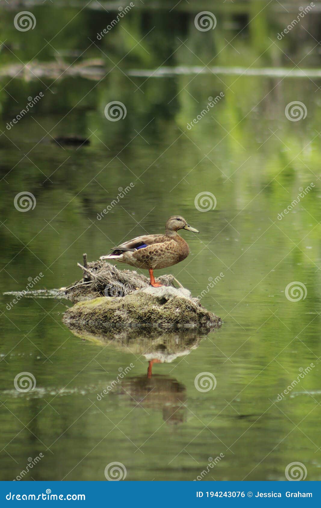 Duck Alone Standing on a Rock Stock Photo - Image of rock, outdoors ...