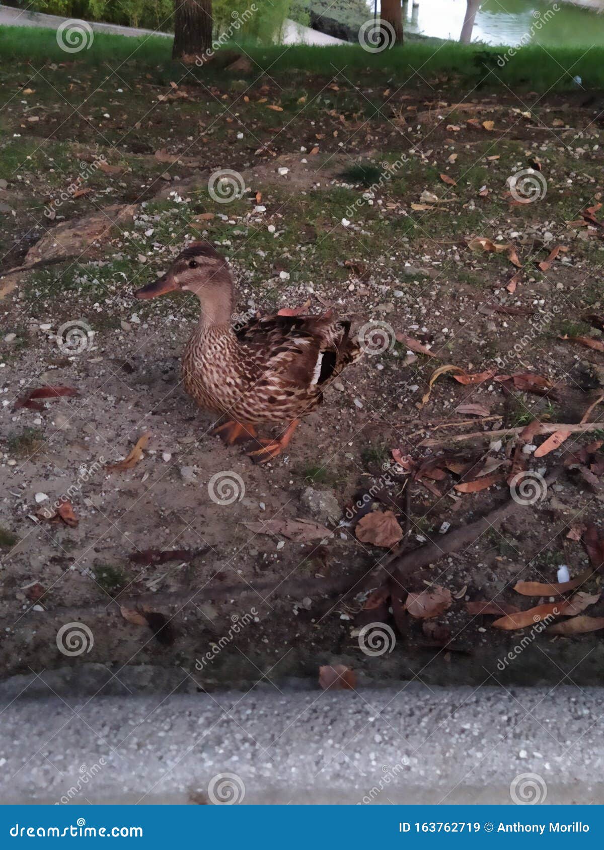 A Duck Alone Who is Watching Stock Image - Image of watching, parc ...