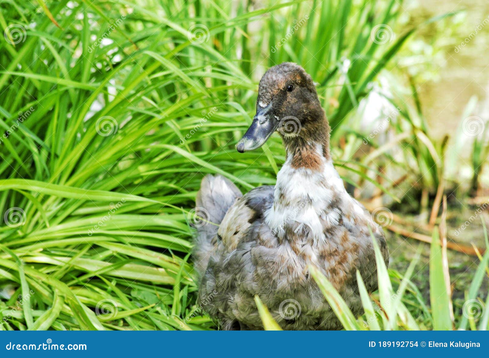Duck Animal Summer Beautiful Stock Photo - Image of summer, condominium ...