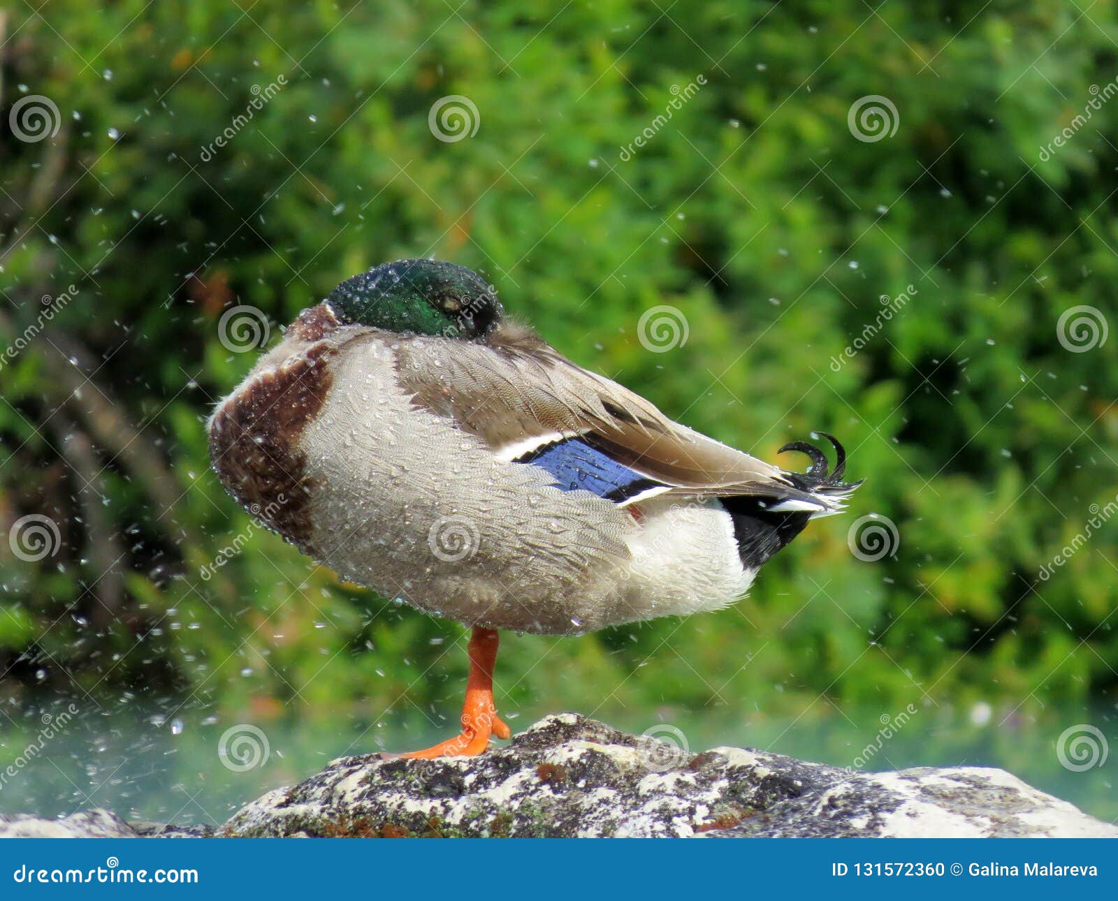 Duck. Animals. Knowledge of Nature. through the Eyes of Nature Stock ...
