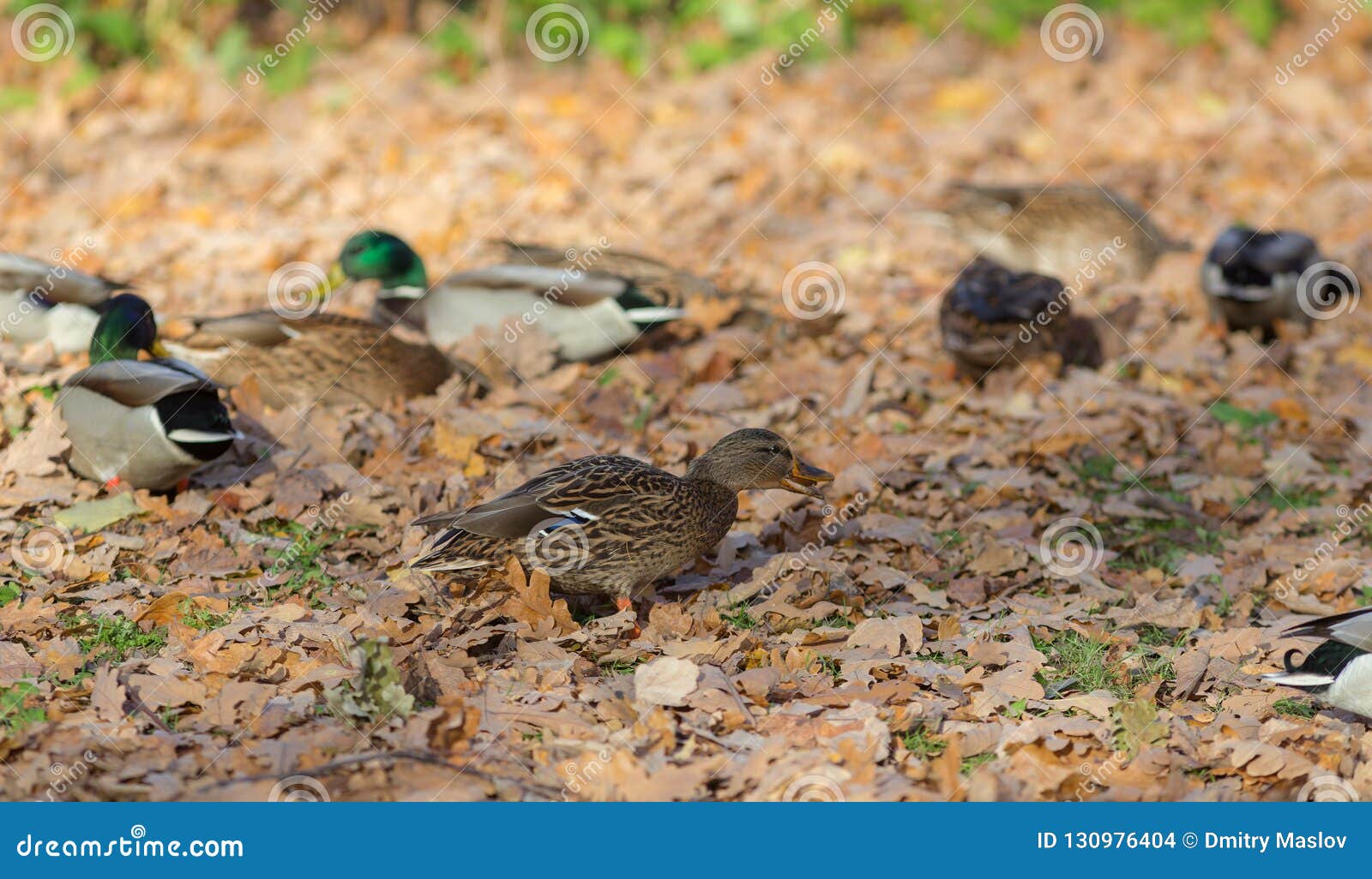 Duck in the autumn stock photo. Image of leaves, beauty - 130976404