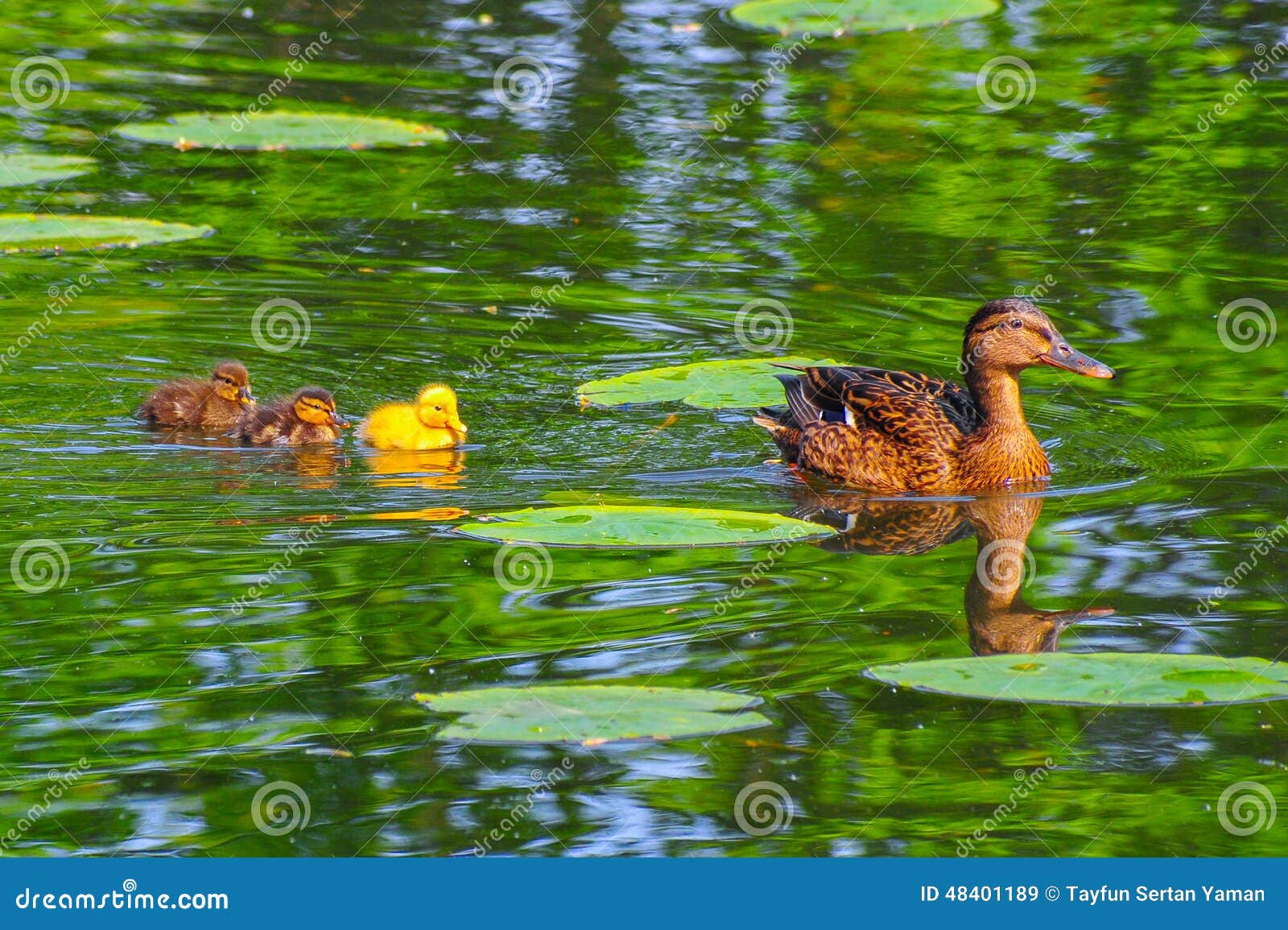 Duck Babies in Breeding Season Stock Image - Image of female, babies ...