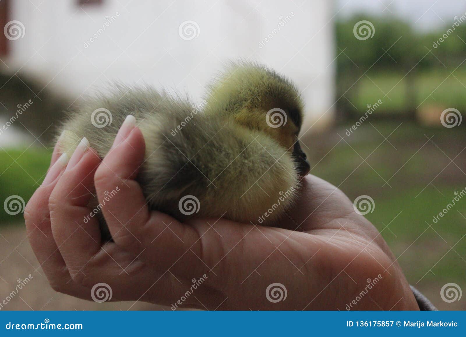 Duck stock image. Image of hand, baby, duck, little - 136175857