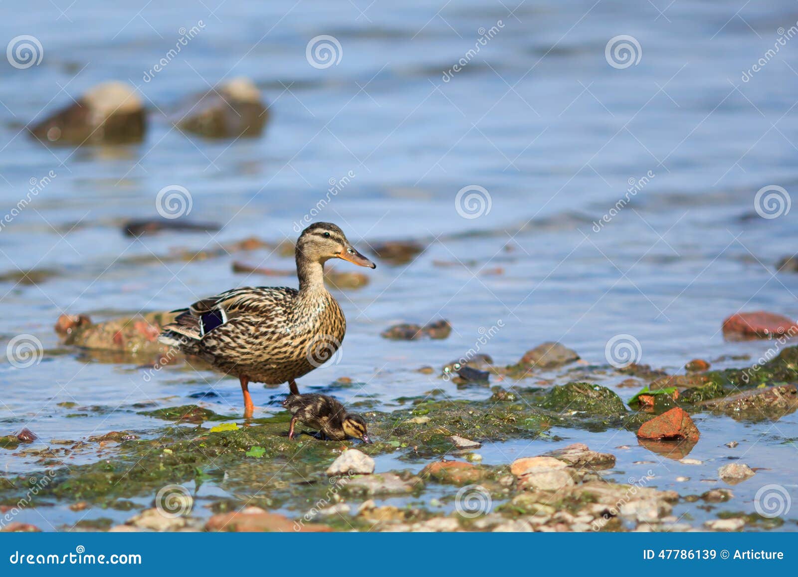 Duck and baby duck stock image. Image of creek, bright - 47786139