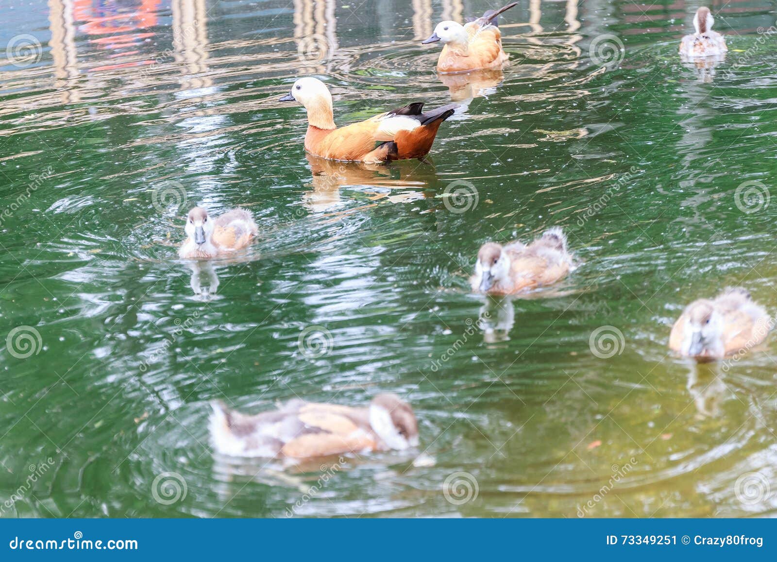 Duck and Baby Ducklings in a Pond Stock Image - Image of female, gold ...
