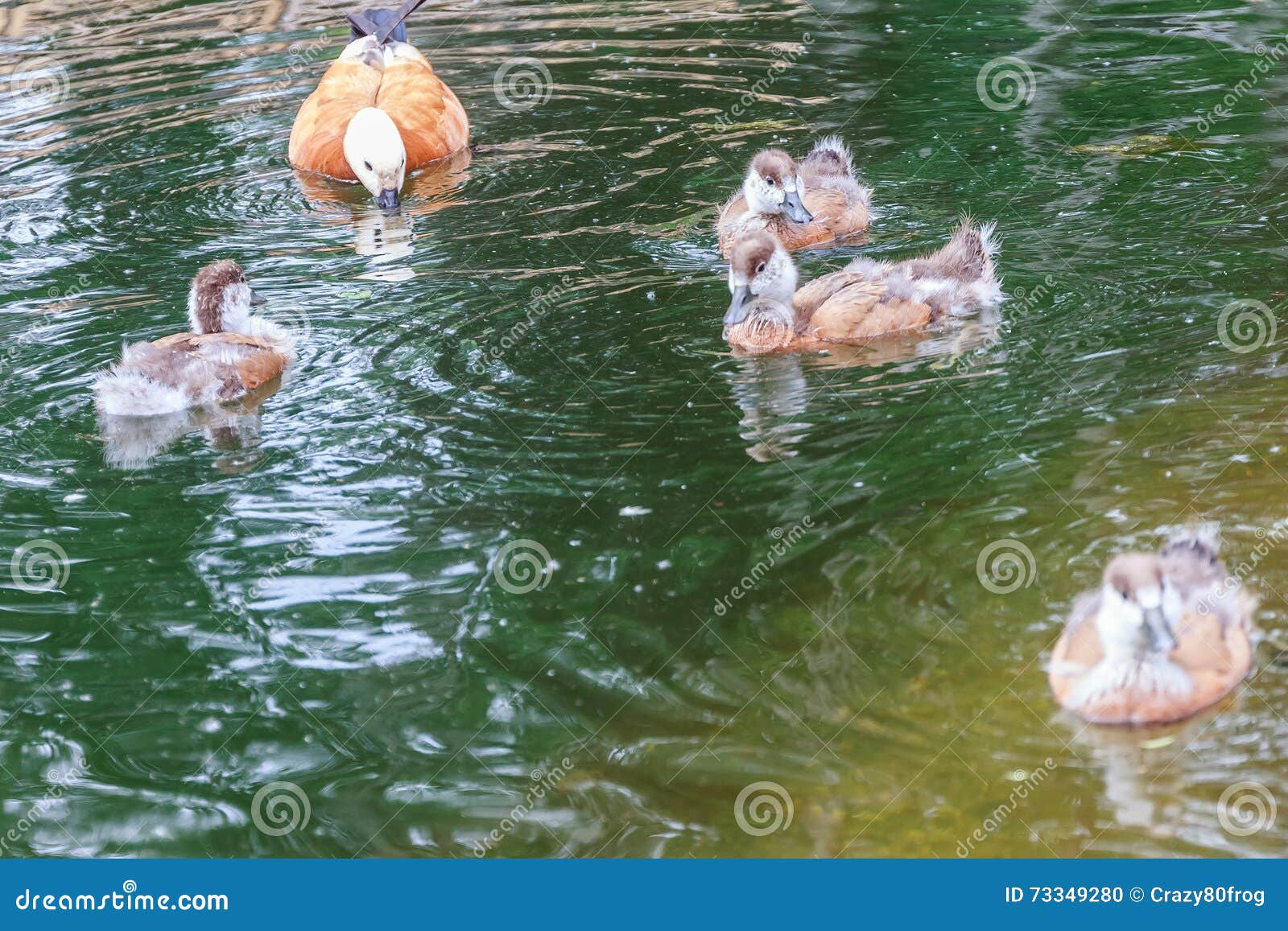 Duck and Baby Ducklings in a Pond Stock Photo - Image of bird, mallard ...