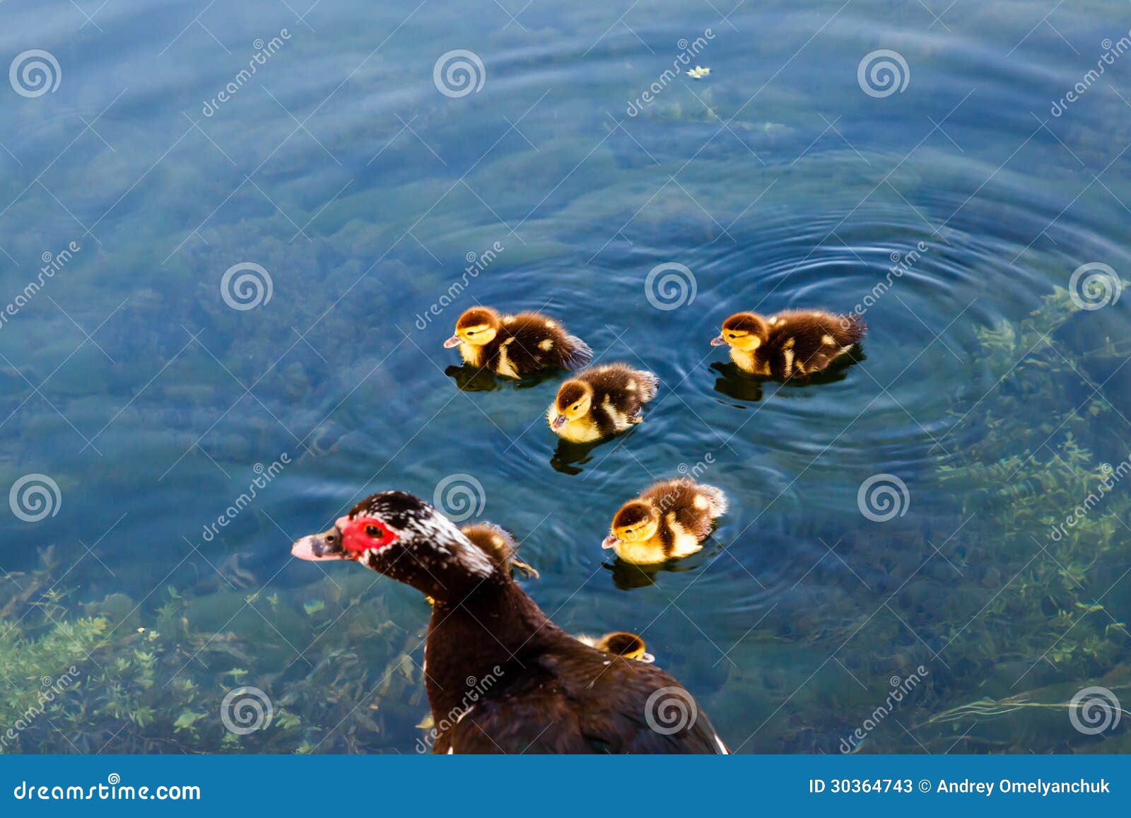 Duck and Baby Ducklings in the Water Stock Image - Image of cute, duck ...