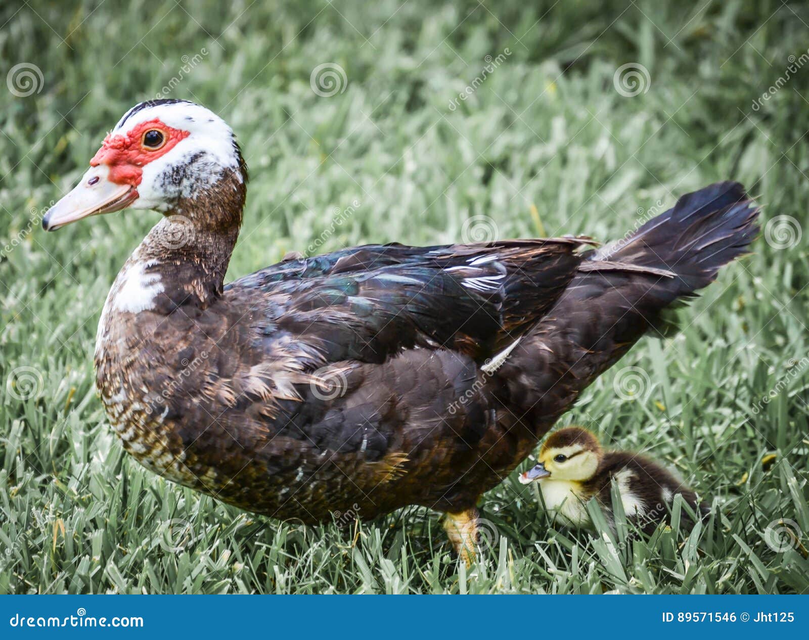 Duck with baby stock photo. Image of duck, blue, horizontal - 89571546