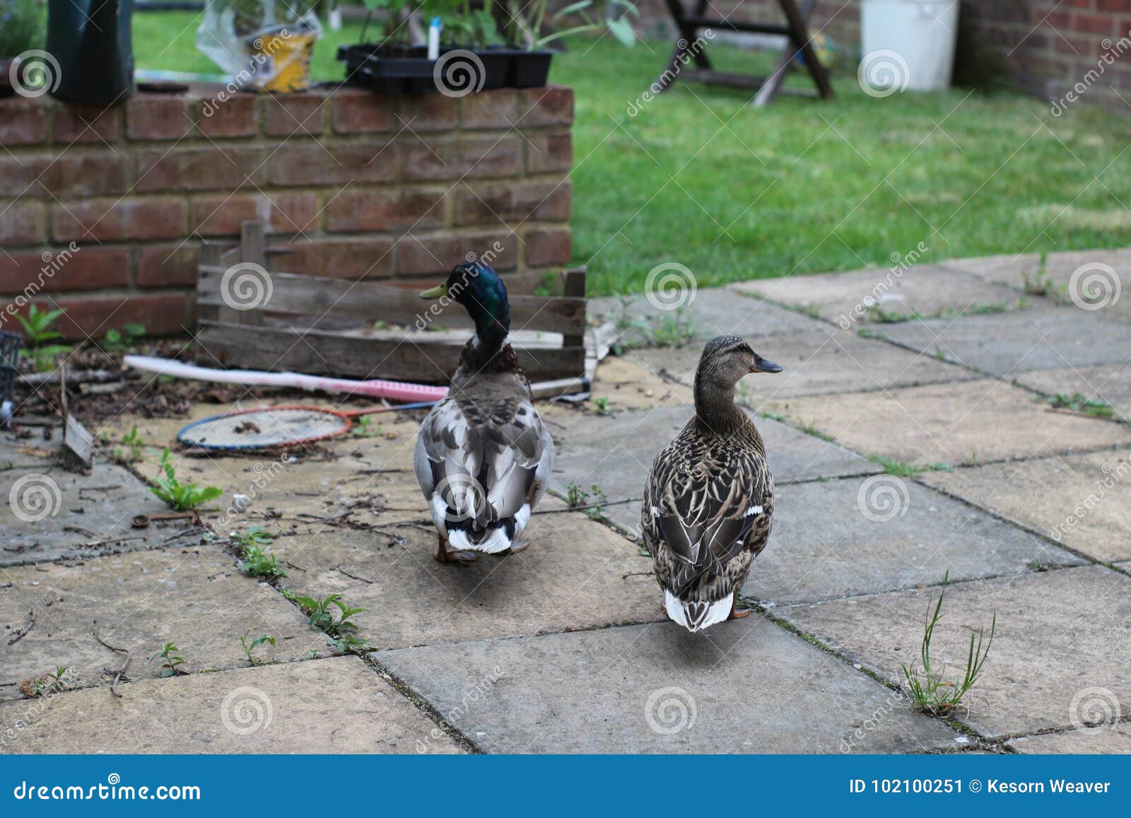 Duck Back Moving while Walking Stock Image - Image of side, forward ...