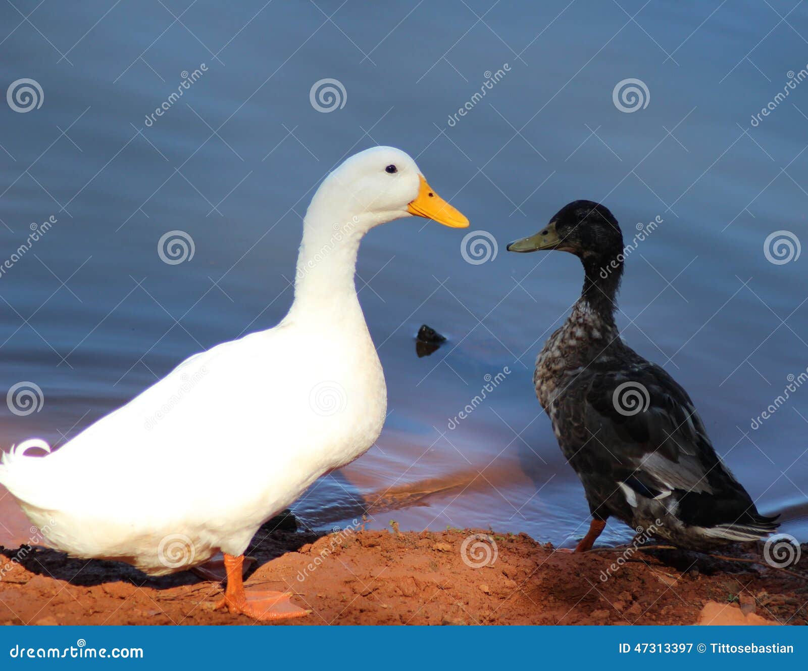 Duck back and white stock image. Image of beginning, back - 47313397