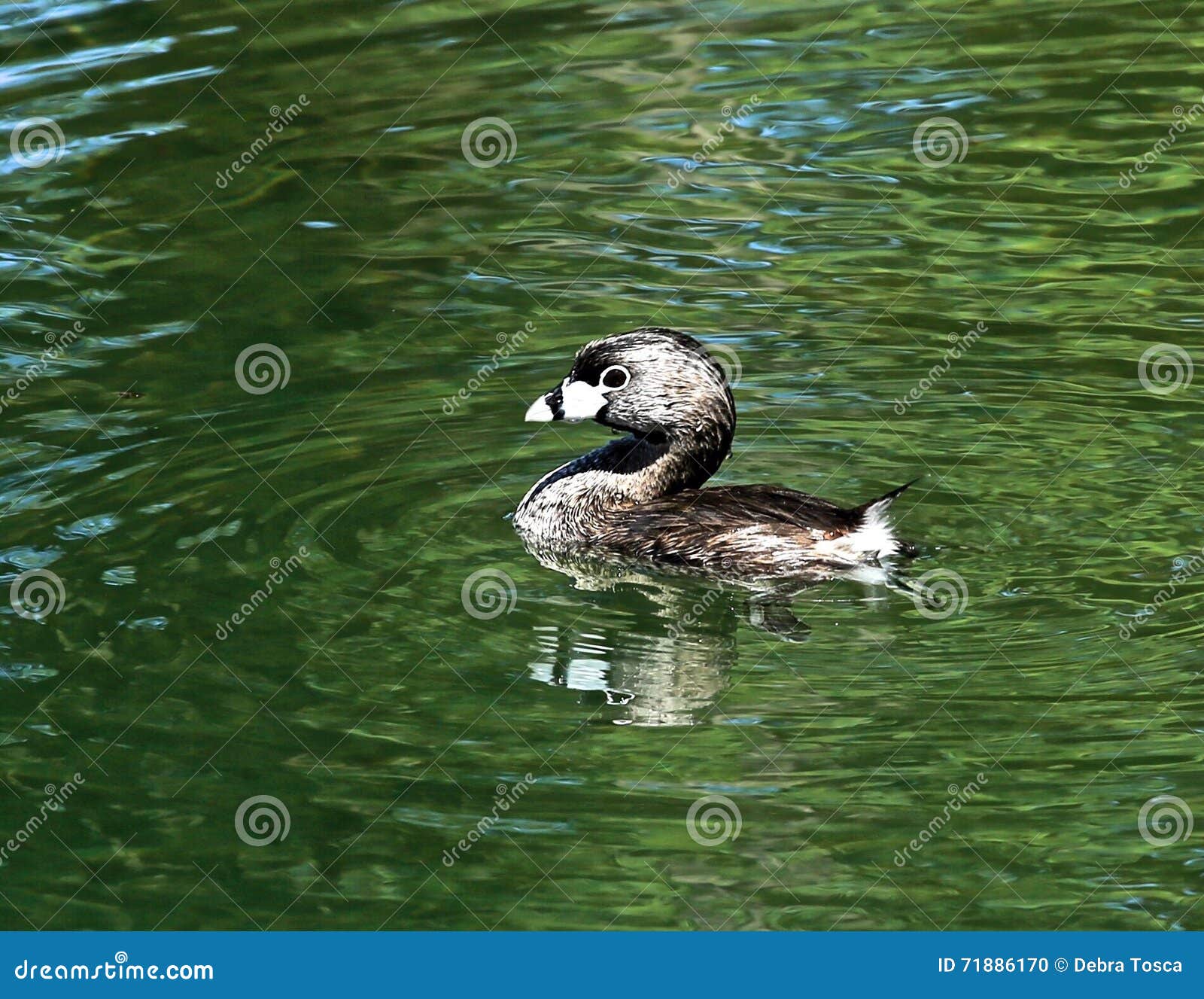 Duck stock photo. Image of back, white, pond, green, duck - 71886170