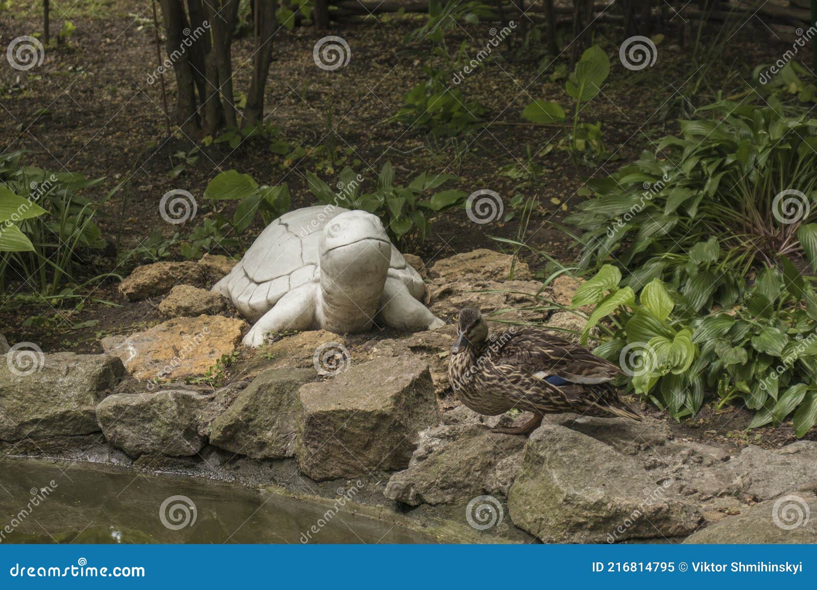 Duck on the Background of a Stone Sculpture of a Turtle. Stock Image ...
