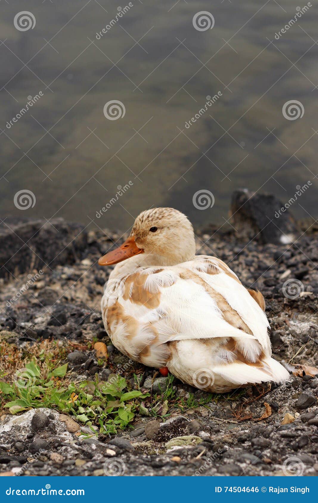 Duck at the bank stock photo. Image of feathers, baby - 74504646