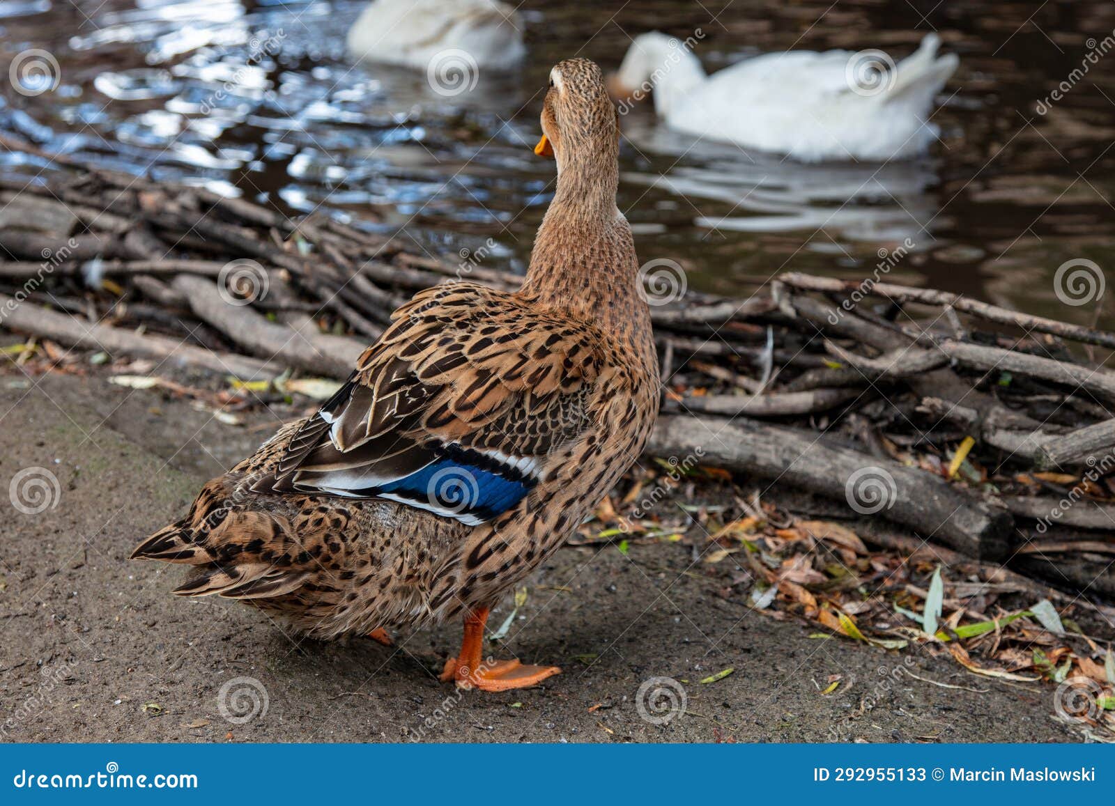 Duck on the bank of a pond stock image. Image of duck - 292955133